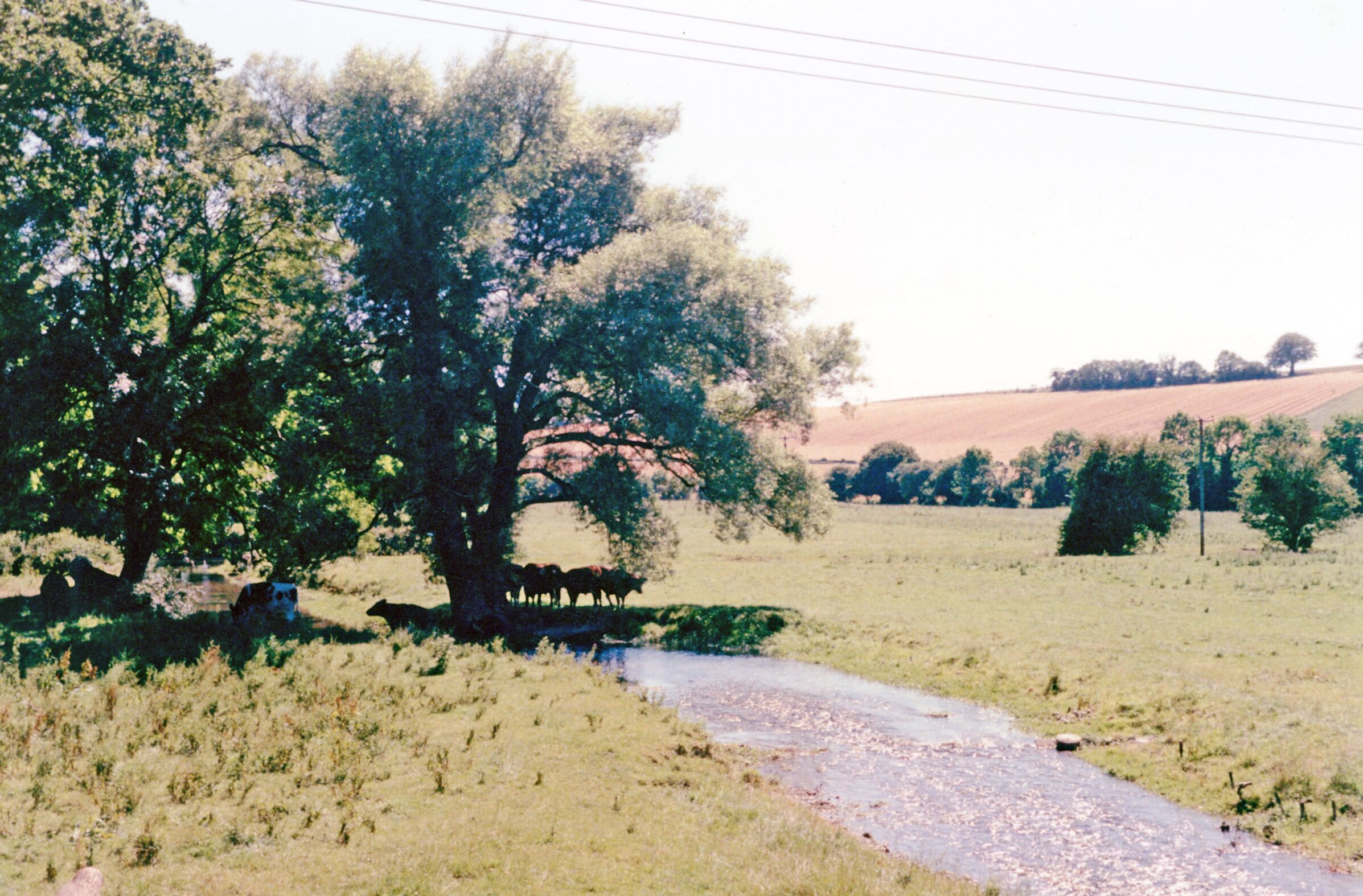 Paisagem rural com um riacho, gado pastando e uma grande árvore.