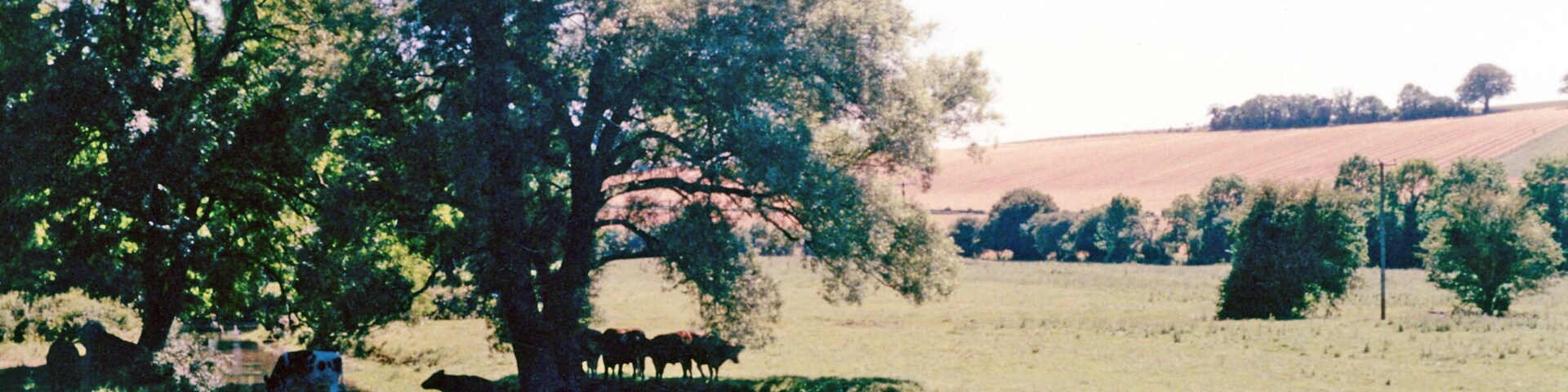 Paisagem rural com um riacho, gado pastando e uma grande árvore.