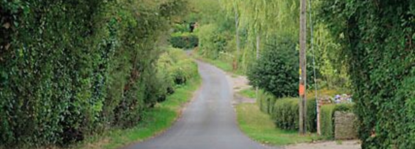 Uma estrada rural estreita, ladeada por vegetação densa e árvores.