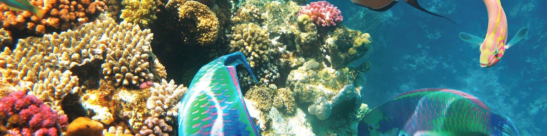 April 2010
The multitude of colourful fish and coral below the water.