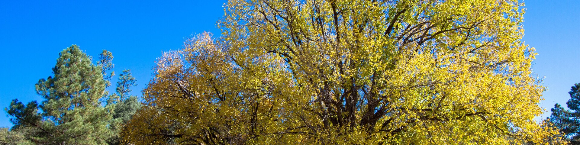 Uma grande árvore com folhas amarelas em um parque com mesas de piquenique e um céu azul claro.