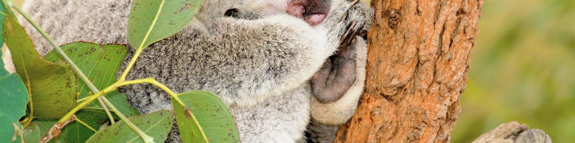 A is for... Adorable !
I was impressed by this smallish attraction that packed a big punch.
The Croc exhibit was amazing and probably my favorite part. The facilities are well maintained and the whole experience is laid out in a very thoughtful manner.
Be sure and check the schedule for the daily shows, feeding times, and "encounters".
Go in the afternoon, mornings are school field trips and busloads of tourists. If you are staying at a nicer hotel with a concierge they can always get you discounted tickets and advise you on the best times to visit attractions often with good advise on nearby places to eat or see - Use the concierge ( don't forget to tip ) and it will pay off and your experiences will be better!