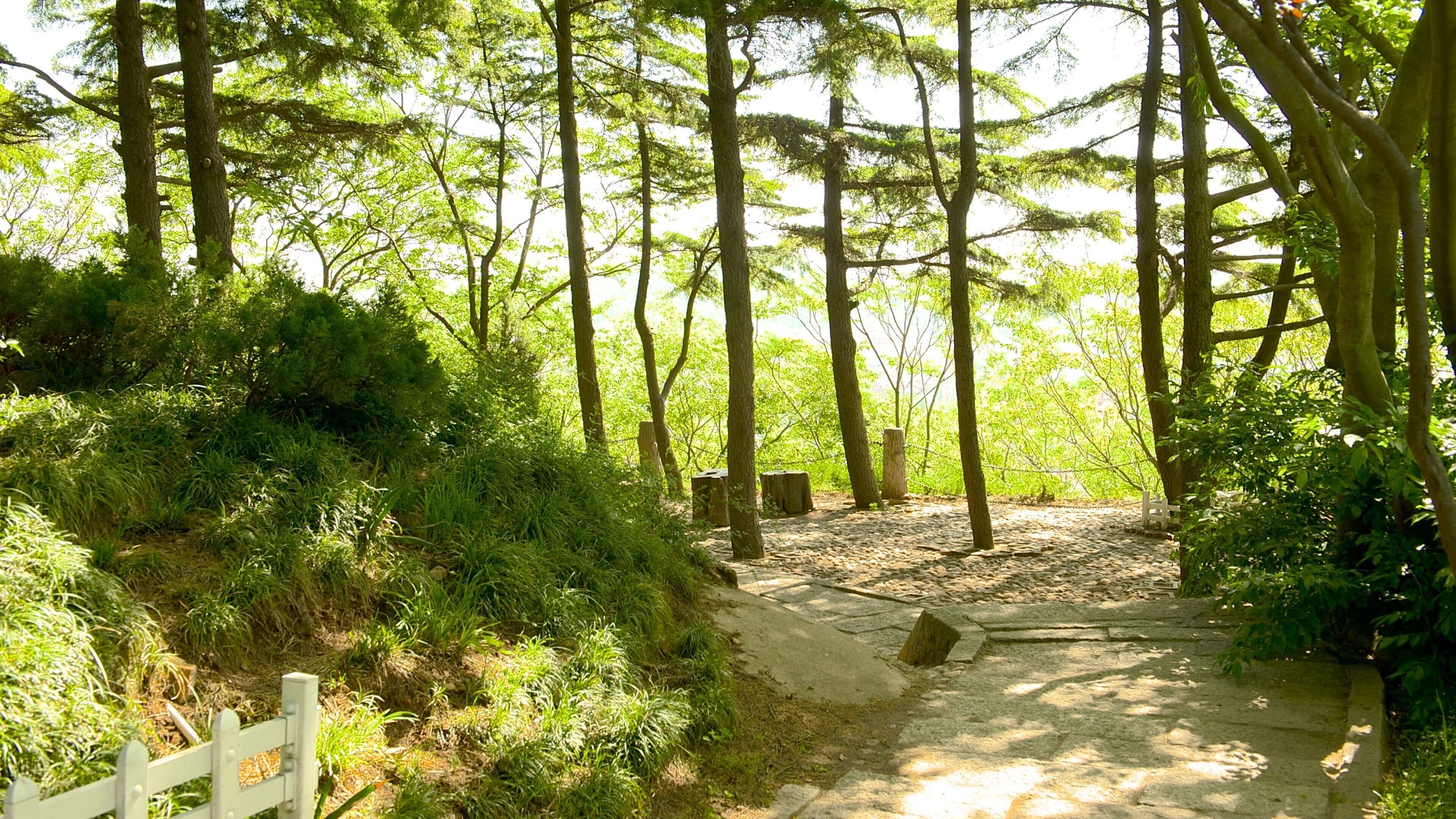 Uma área arborizada com um caminho de pedra serpenteando por entre árvores altas.