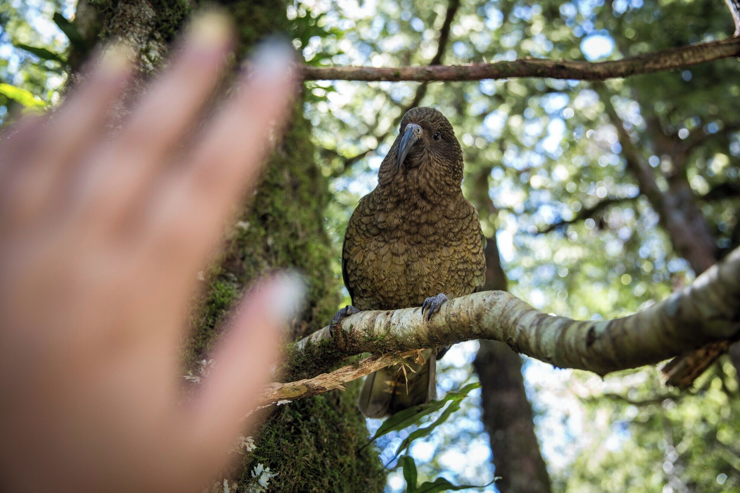 Keep an eye out for the kea on a trip to Milford in Fiordland. A native parrot to New Zealand, they are the world's only alopine parrots and are endangered