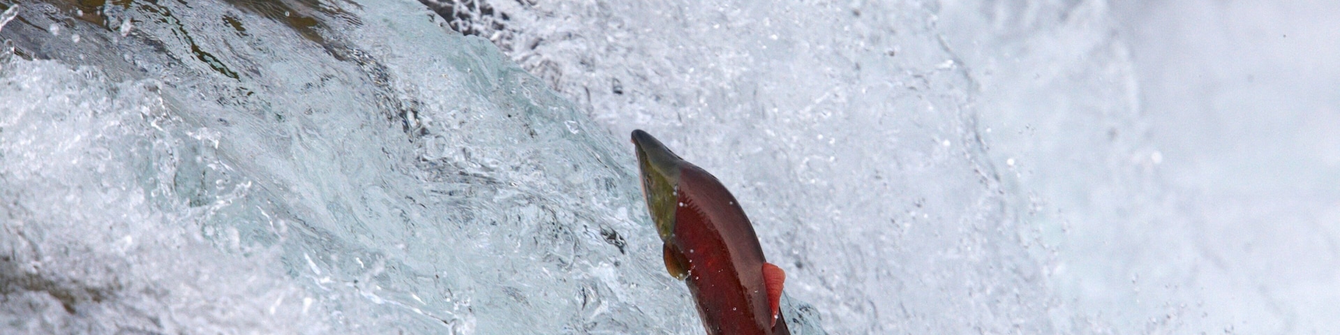 Um salmão saltando de um rio agitado.