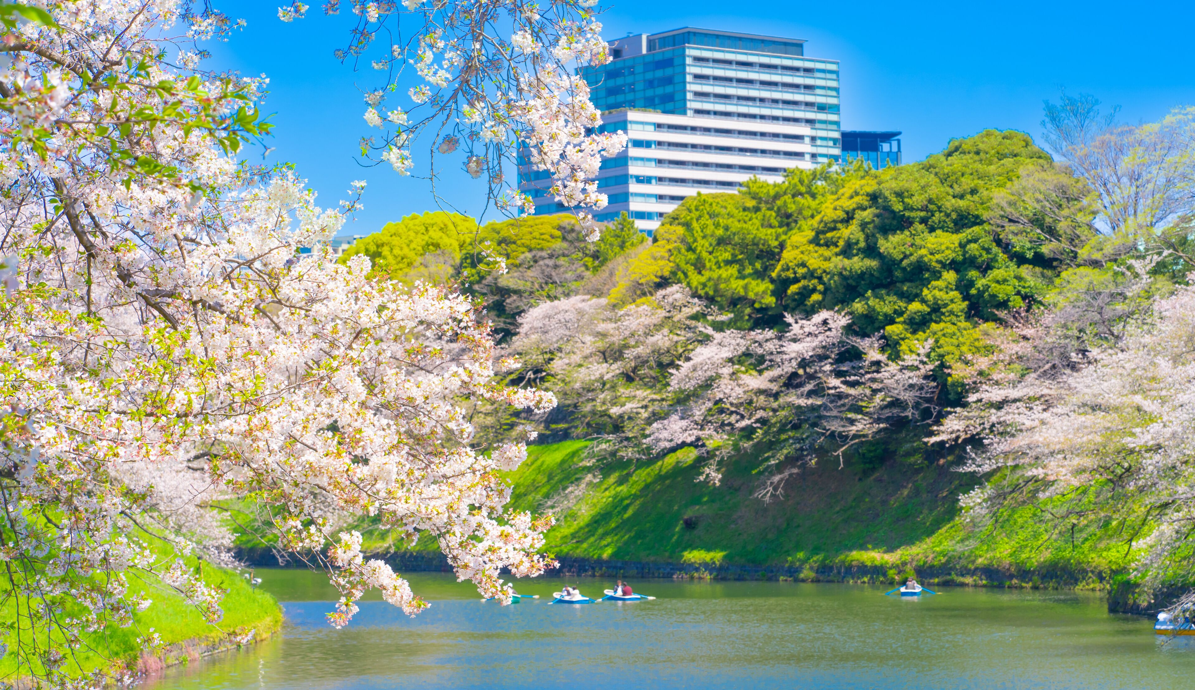 Um rio com barcos, cerejeiras em flor e um edifício moderno ao fundo.