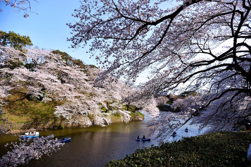 Um rio com barcos, cerejeiras em flor e uma paisagem montanhosa.