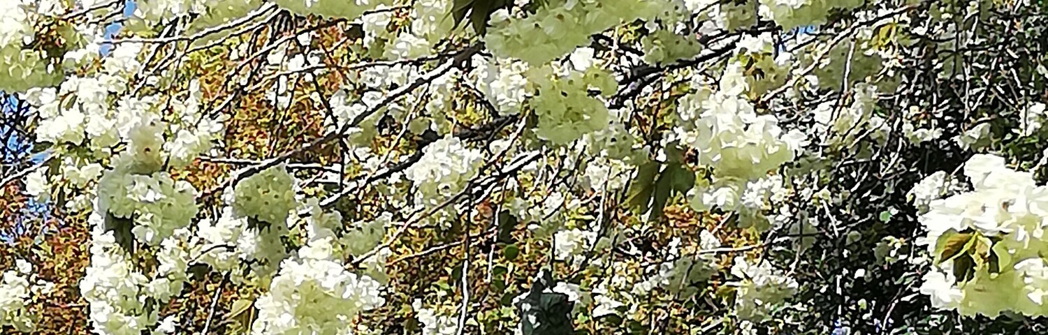 五條天神社
 手水舎の屋根の鳳凰と薄緑の桜