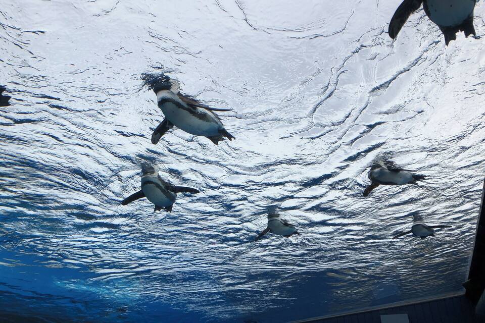 Pinguins nadando em águas azul-claras.