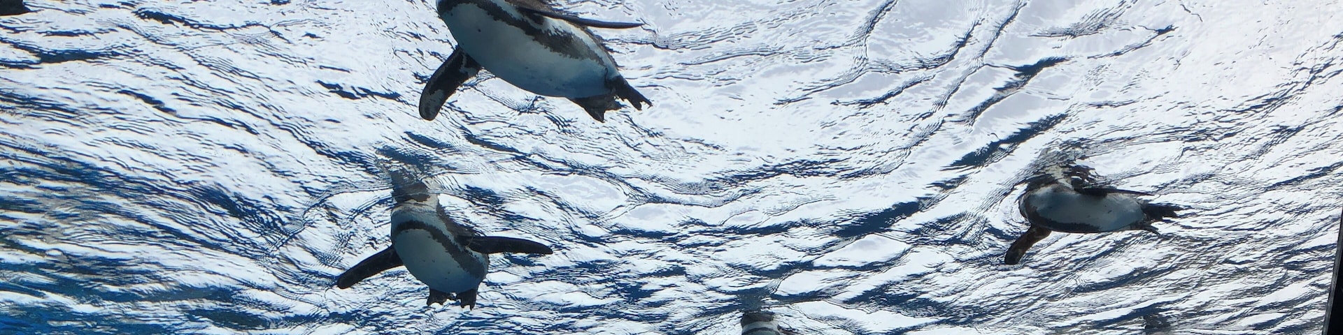This aquarium is famous for penguins over-viewing. The penguins swim over us, which is like flying!