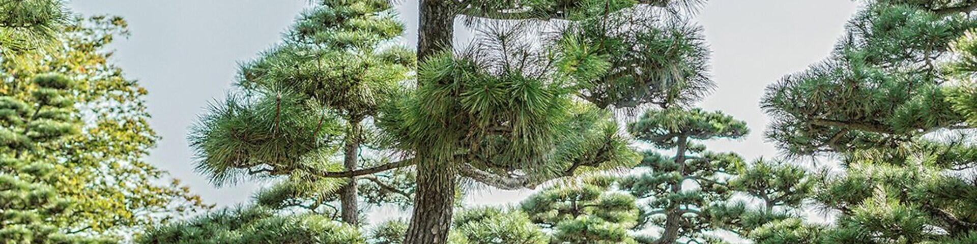 Kokyo Gaien National Garden is located due north of the Imperial Palace. Together with the Imperial Palace grounds are the single largest green area in the center of Tokyo and, combined with the moats, they represent a very important nature reserve and recreation area in Tokyo.