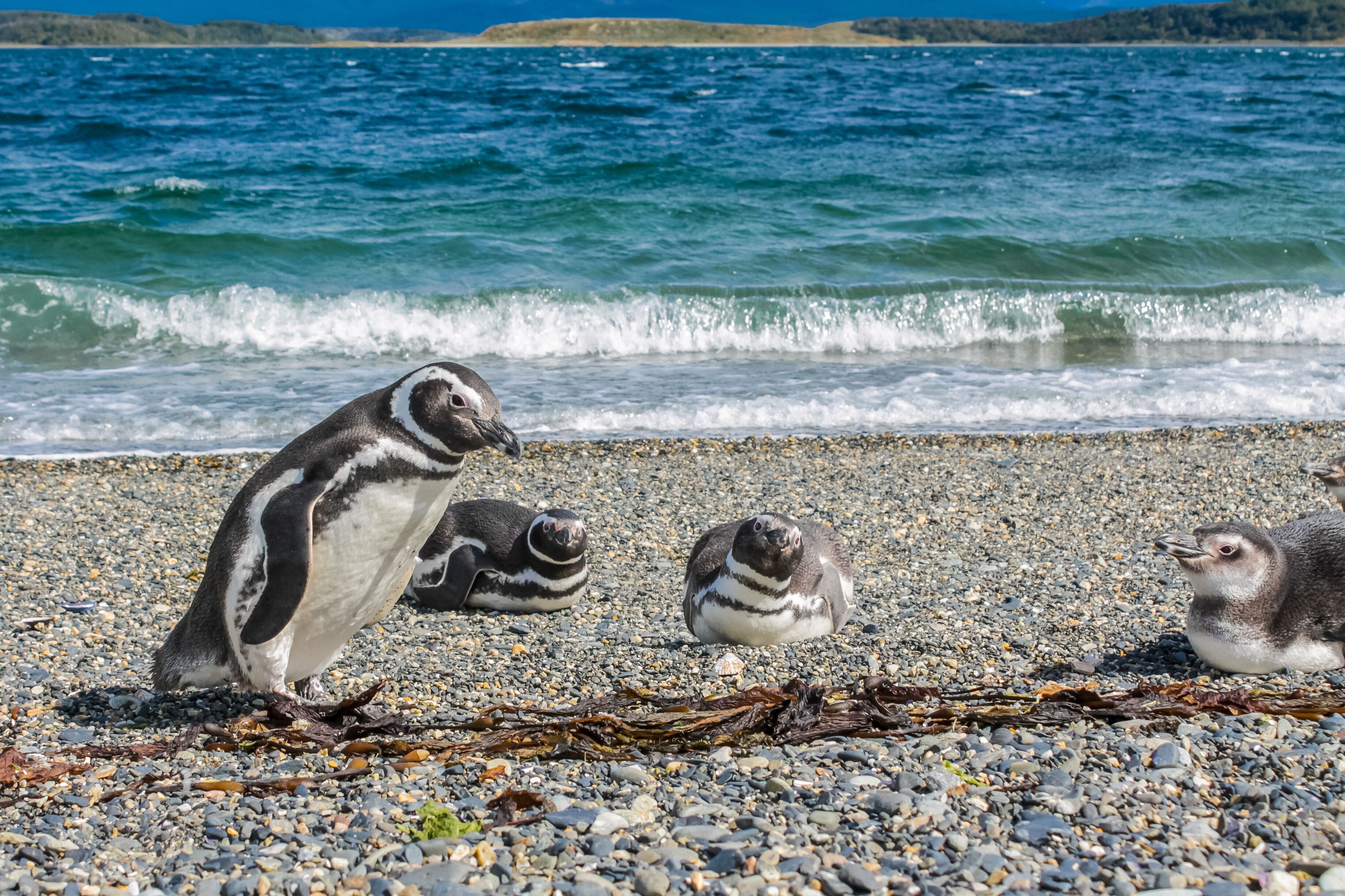 Pinguins numa praia pedregosa, com o oceano ao fundo.