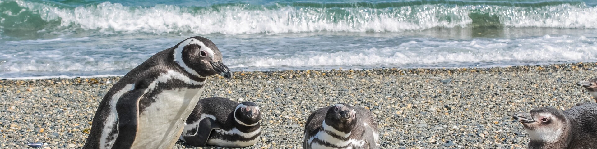 Pinguins numa praia pedregosa, com o oceano ao fundo.