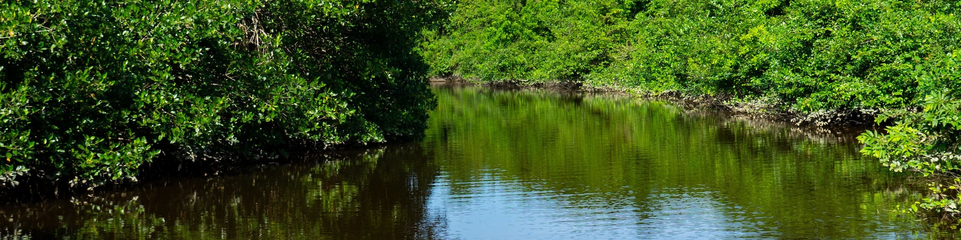 Um rio calmo cercado por vegetação verde densa.