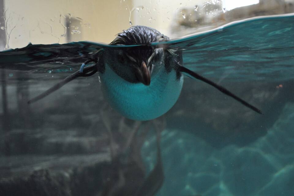 Um pinguim nadando debaixo d'água.