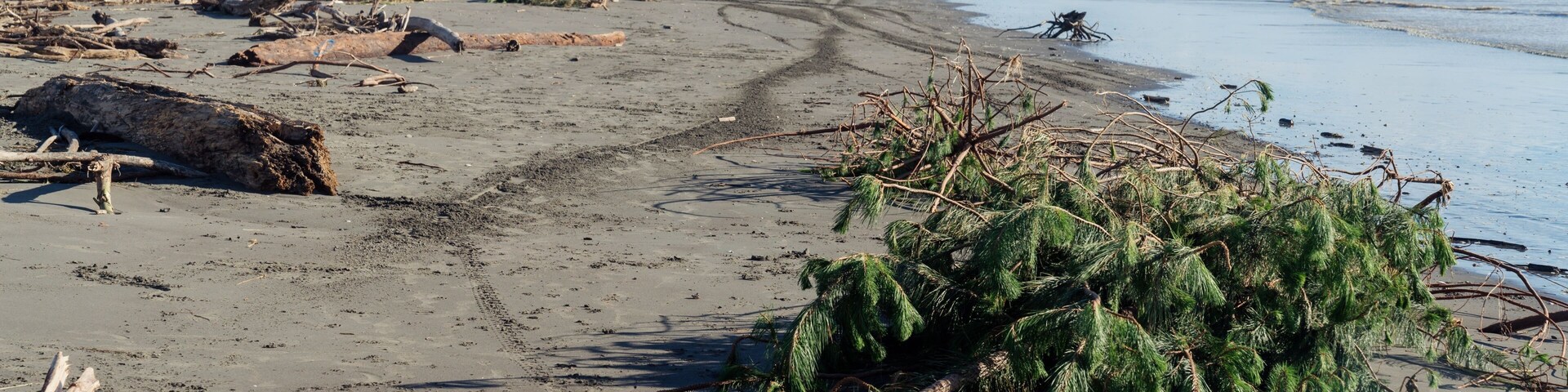 Uma praia com destroços de madeira, uma árvore caída e a costa ao longe.