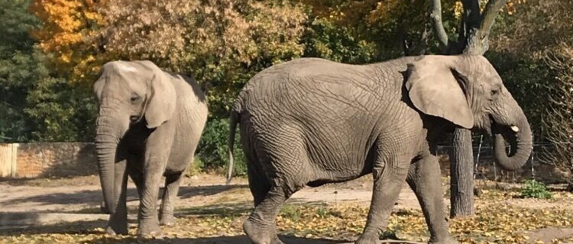 🐘