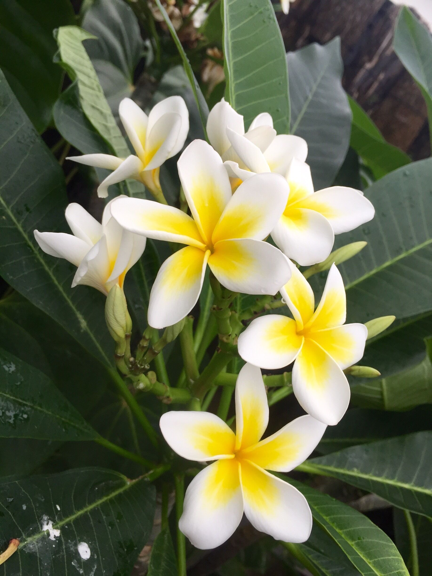Flowers in the gardens