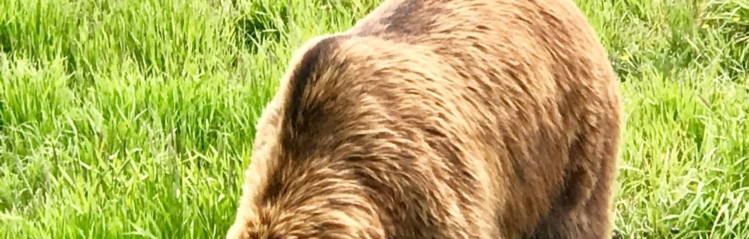 Um urso em um campo gramado.