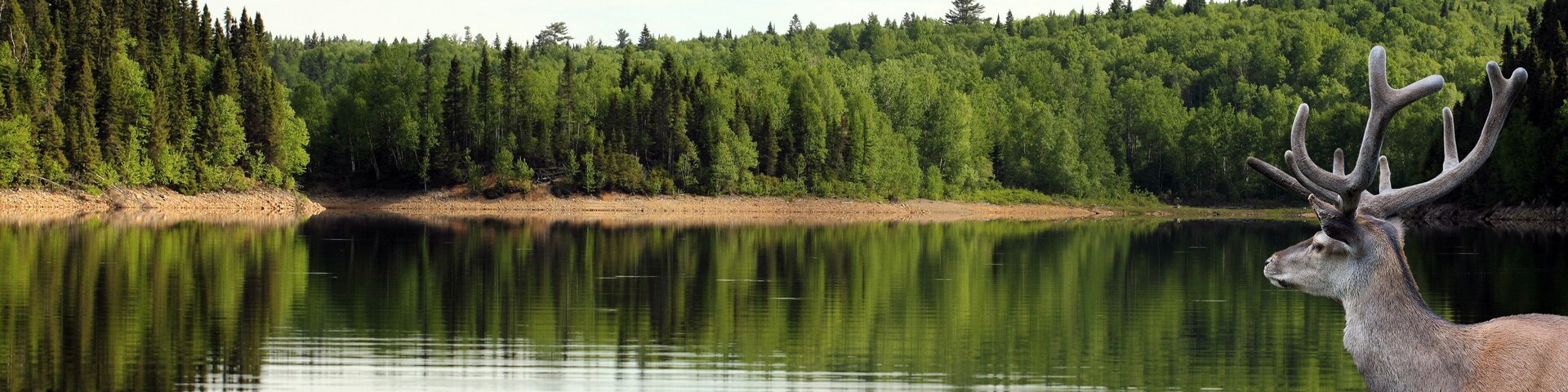 Um veado perto de um lago calmo, com uma floresta densa ao fundo.
