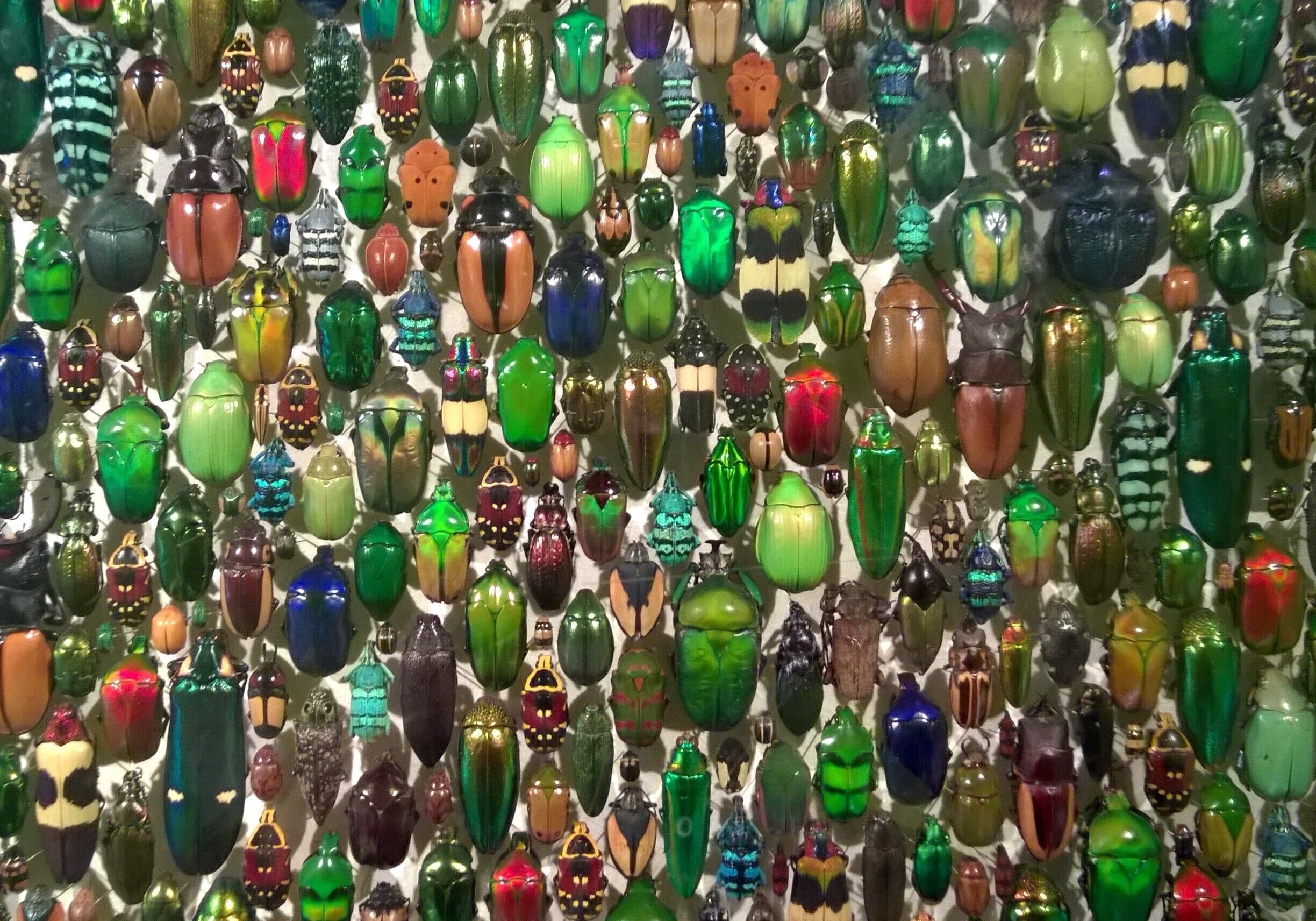 So many insects! The Montreal Insectarium (at the Montreal Botanical Gardens), has large display cases filled with beautiful, colorful beetles. #Patterns