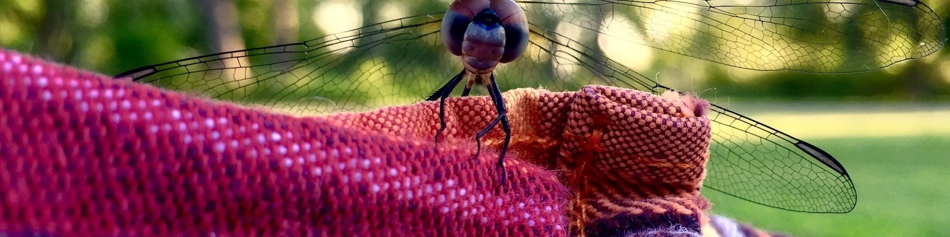 Cool dragon fly seen on the island
