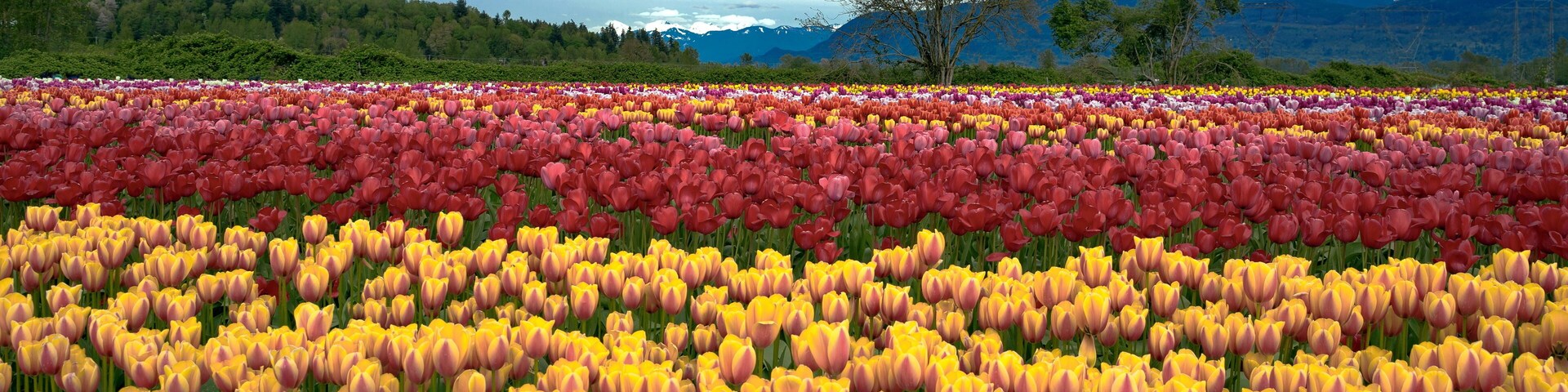Um campo de tulipas com flores vermelhas e amarelas, árvores e montanhas ao fundo.
