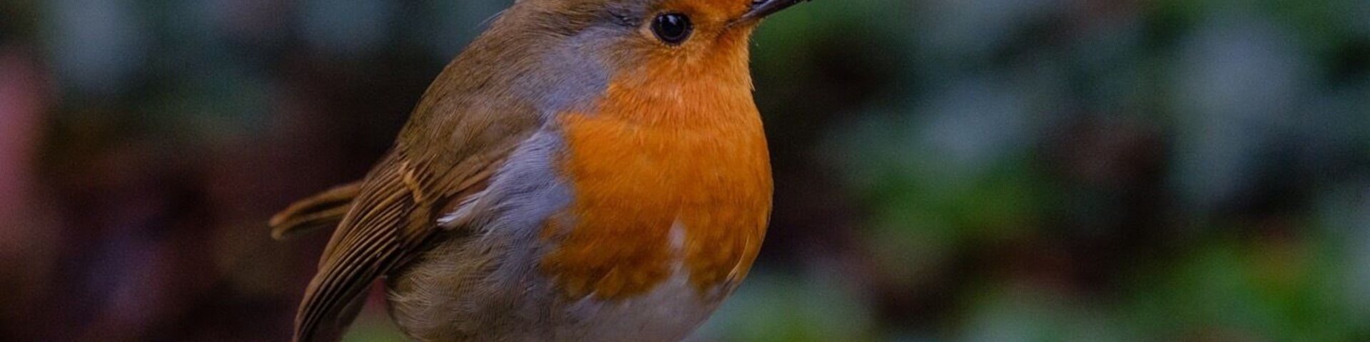 Does it feel like Christmas yet?
Shot taken at my favourite little park.
Fuji X-T2, Fujinon 55-200