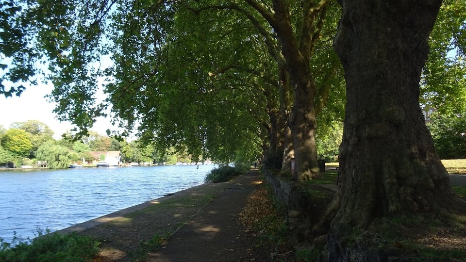 My favourite place in Kingston upon Thames. I always come here to sit on the banks of the River Thames for some relaxation and peace. An oasis of calm on the edge of a busy London Town.
