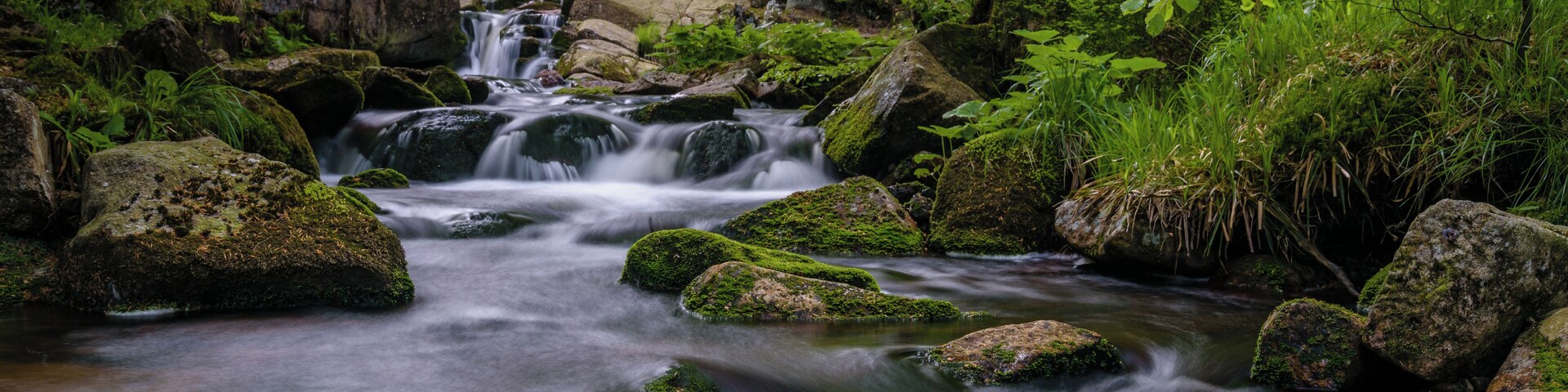 Um riacho em meio à floresta, com pedras cobertas de musgo e uma cascata.