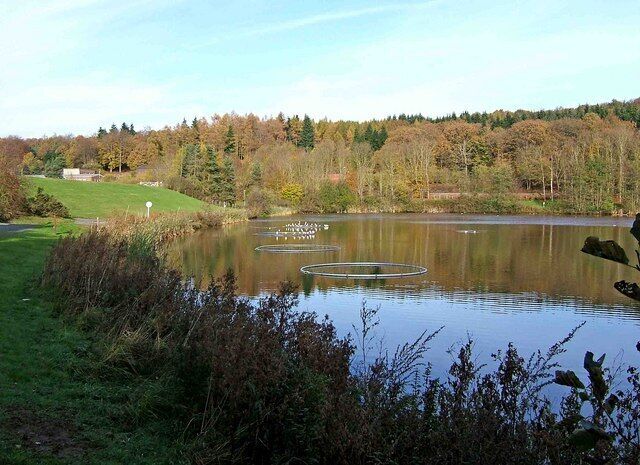 Um lago com patos, rodeado por árvores e um espaço gramado.