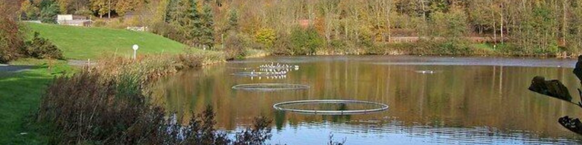 Um lago com patos, rodeado por árvores e um espaço gramado.