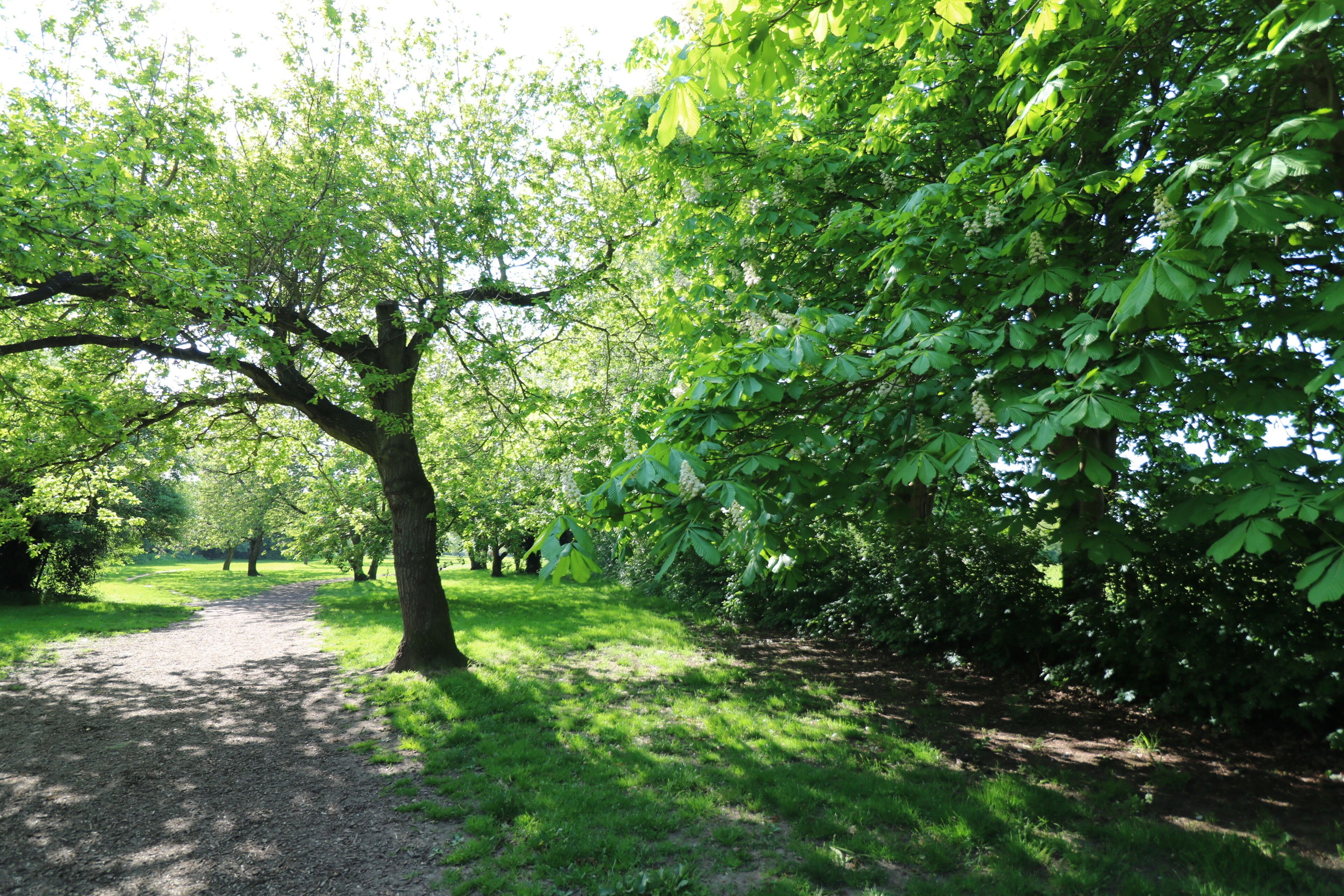 Um caminho arborizado em um parque com vegetação exuberante e um trilho de cascalho.