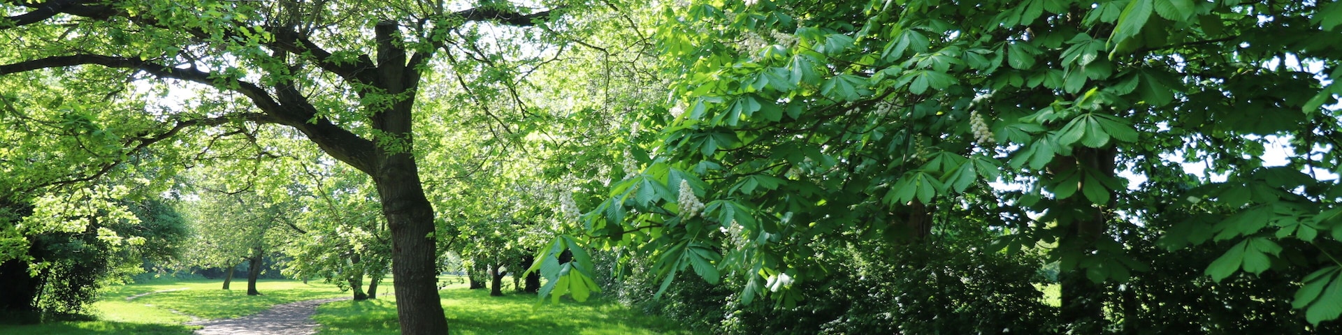 Um caminho arborizado em um parque com vegetação exuberante e um trilho de cascalho.