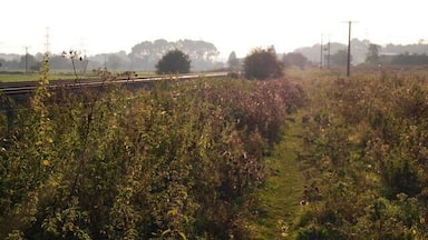 Paisagem rural com trilhos de trem, campos e árvores ao longe.