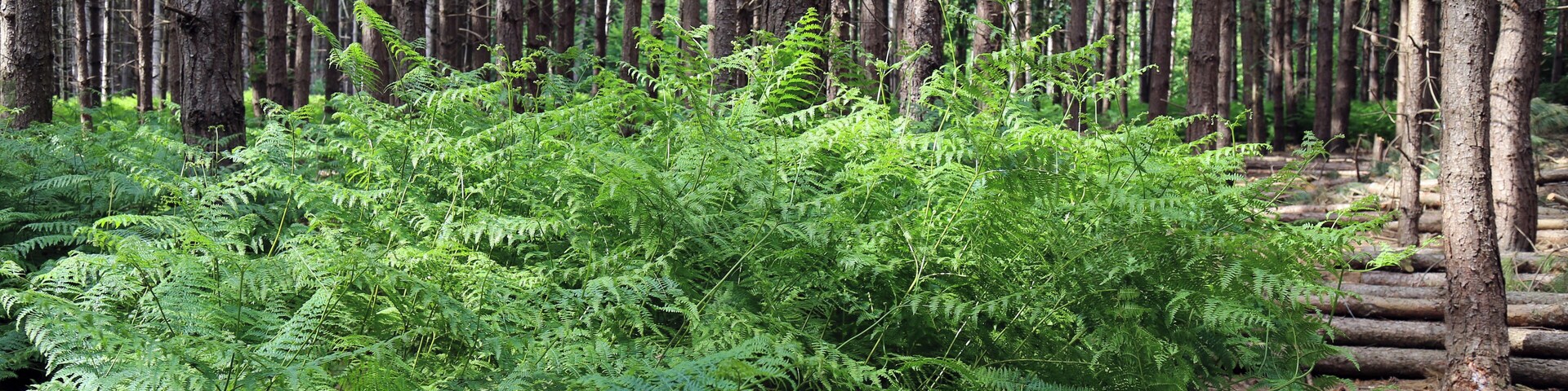 Bracken Pteridium aquilinum in a pine plantation on Banks Lane in the civil parish of Theydon Mount, Essex, England