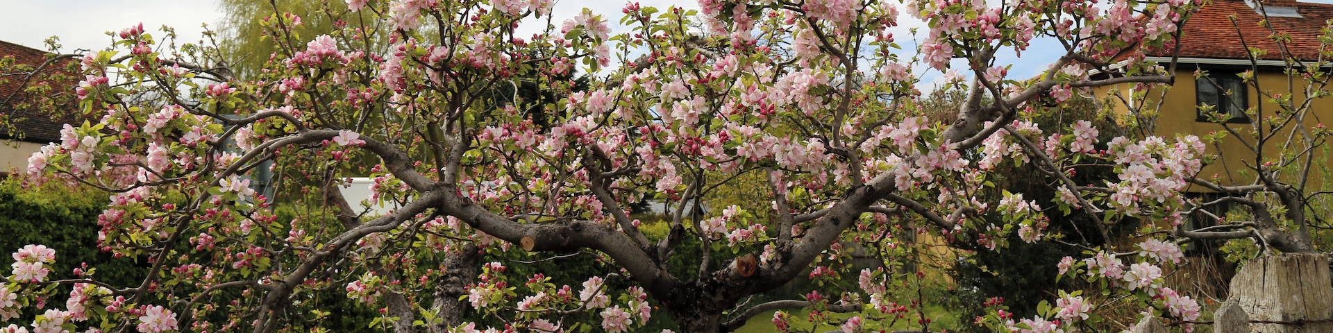 A fence with flowering tree at Matching Tye, Essex, England