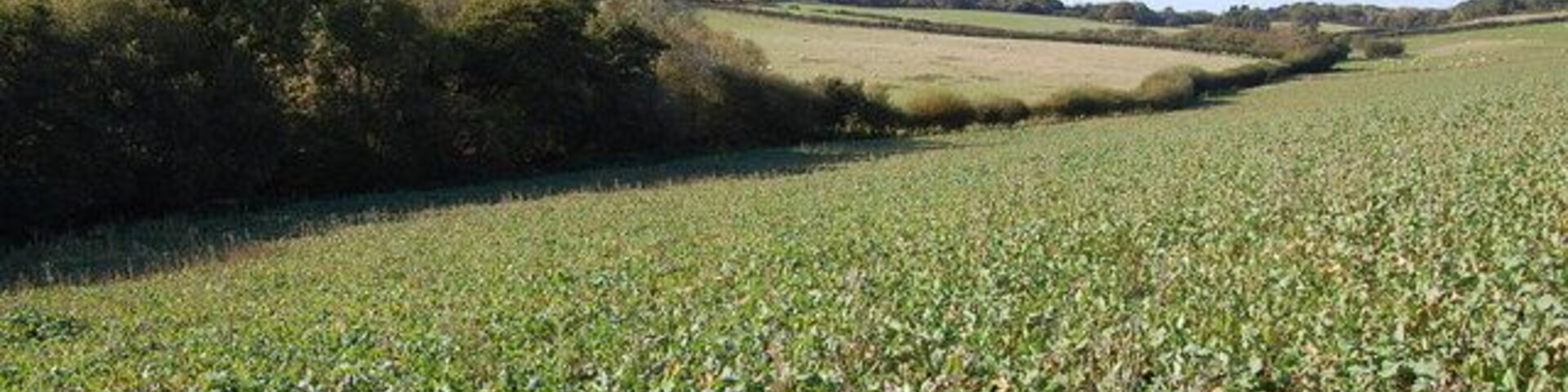 Um campo de plantações com uma fileira de árvores ao fundo.