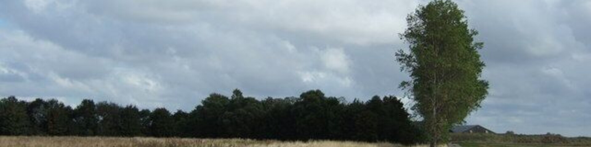 Paisagem rural com estrada de terra, uma árvore solitária e um campo sob céu nublado.