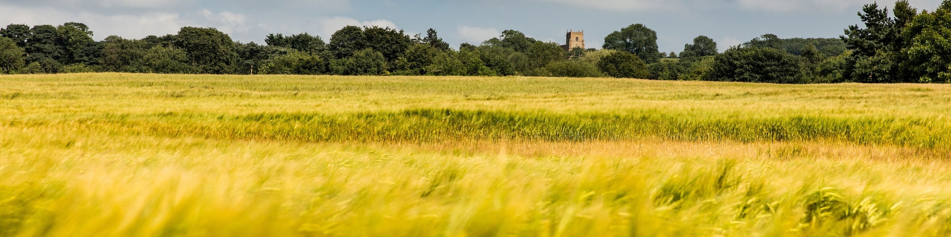 Um campo de trigo dourado com uma torre ao longe sob um céu parcialmente nublado.