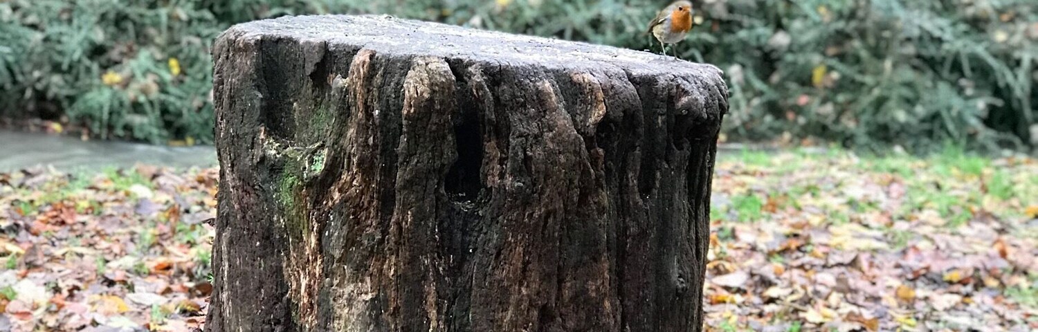 Robins -must be nearly Christmas!