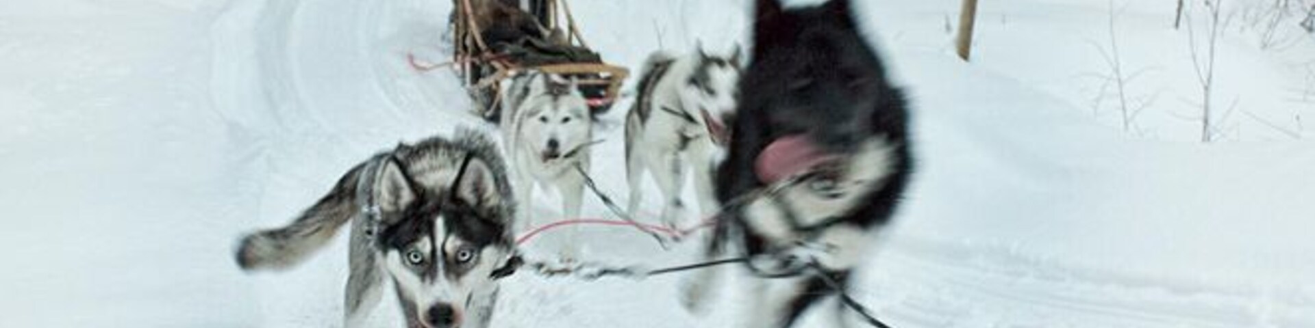 When you are in the eastern region of Finland in the winter a dog sledding adventure is a must. It was our means of transportation from one guest house to our next hotel. The dogs at Routa Travel are simply beautiful, friendly and love to run. Most importantly they are very well taken care of.
http://www.hecktictravels.com/dog-sledding