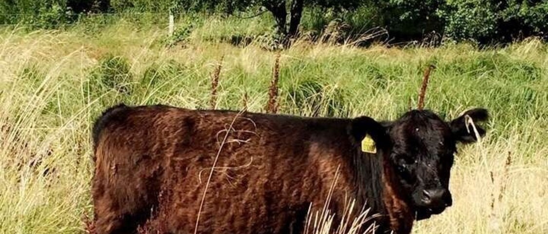 Uma vaca em um campo gramado com árvores ao fundo.
