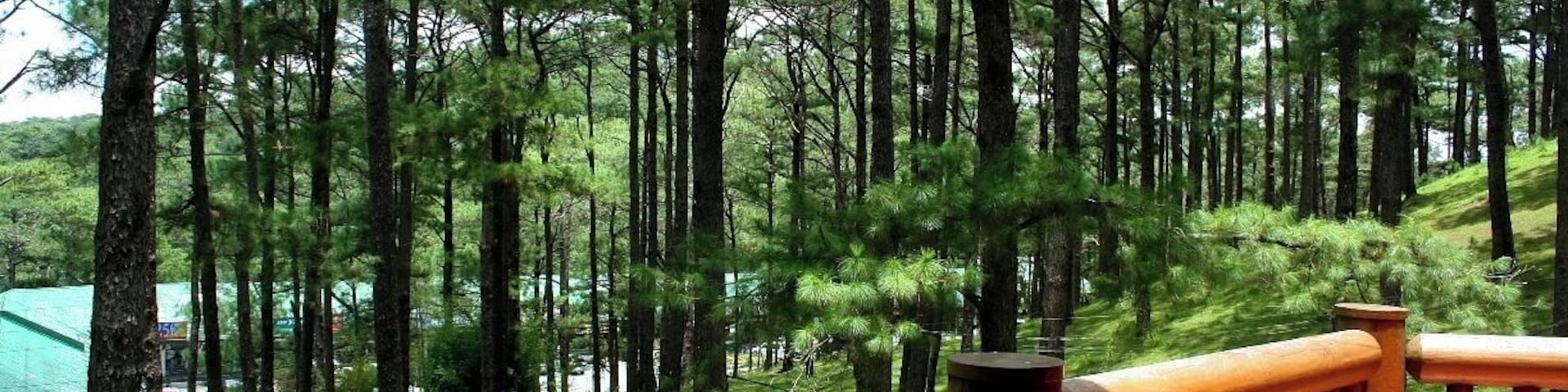I spent my childhood summers here in this Pine filled Mountain scape called Baguio City. Taken standing from the Manor, @ Camp John Hay. The Green roof seen behind the trees is where my cousins and I would head to play bowling and eat ice cream. #green