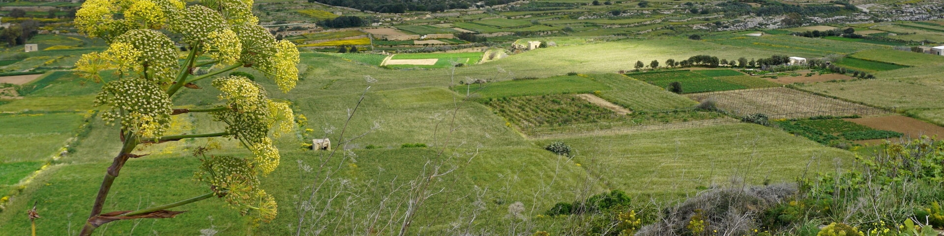 Paisagem rural com campos, uma igreja e uma planta florida.