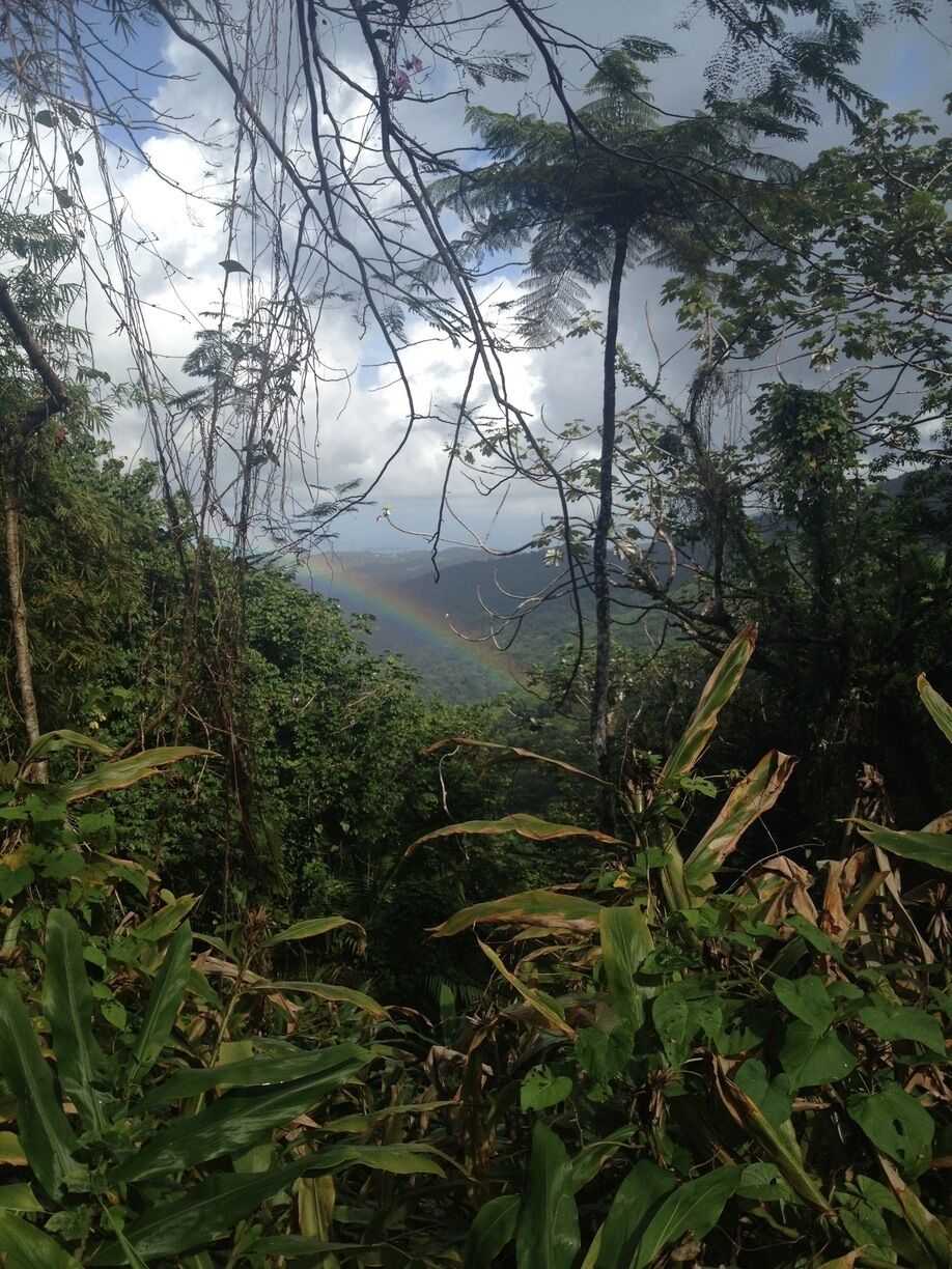 Uma floresta exuberante com um arco-íris ao longe.