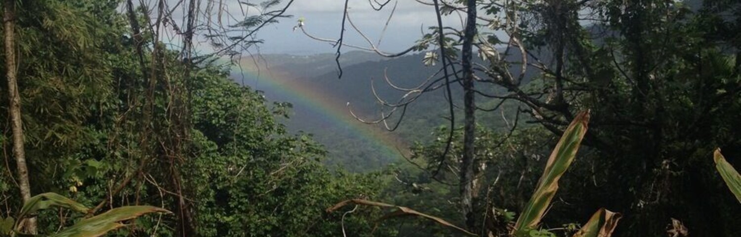 Uma floresta exuberante com um arco-íris ao longe.