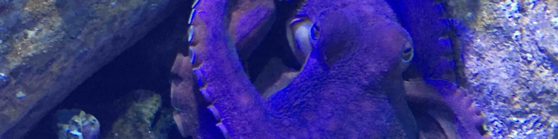 Polvo