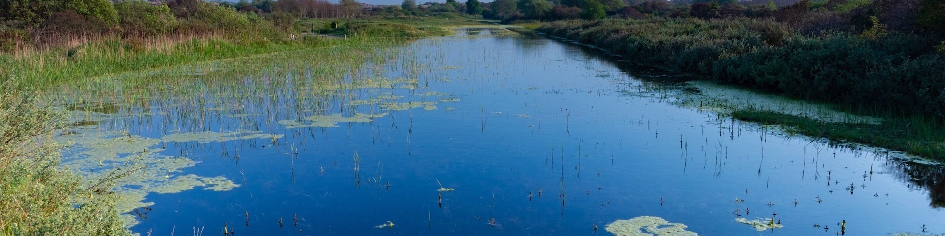 Quiet little spot into the dunes, this swamp (broek in NL) is full of frogs before to enter into the sand dunes.
More pictures on Instagram @thierryroyls
