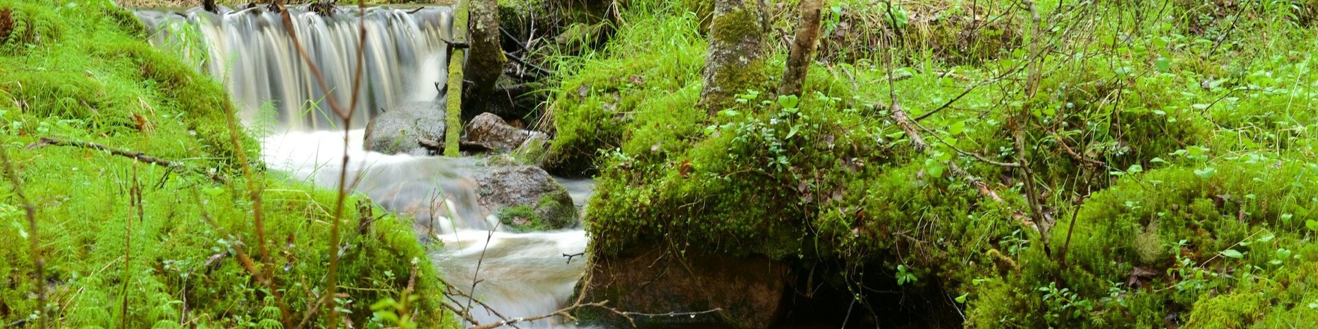 Uma pequena cascata em uma floresta verdejante.